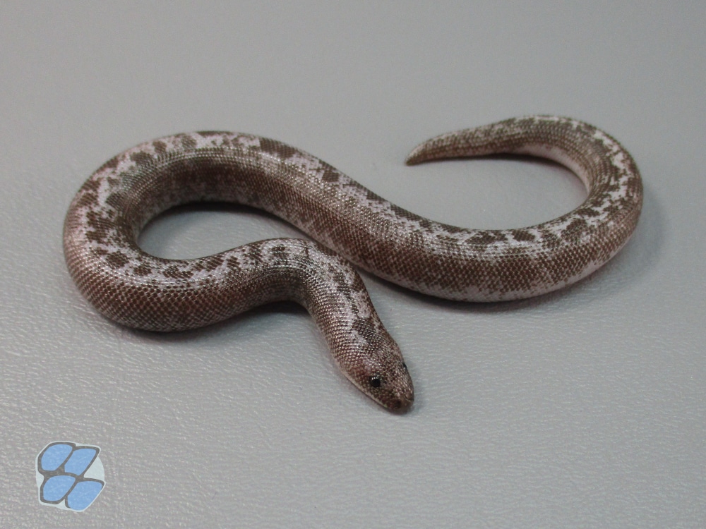 Anery Stripe Het. Hypomelanistic Kenyan Sand Boa by BR Blue Radix ...