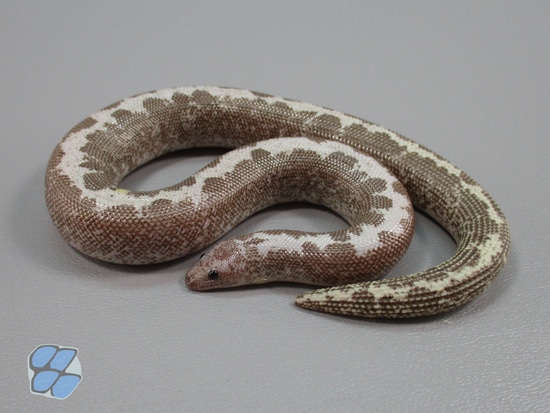 Anery Stripe Poss. Calico, Het. Paradox Albino Kenyan Sand Boa by BR ...