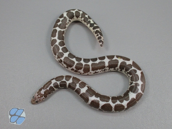 Anery Poss. Calico, Het. Paradox Albino Kenyan Sand Boa by BR Blue Radix
