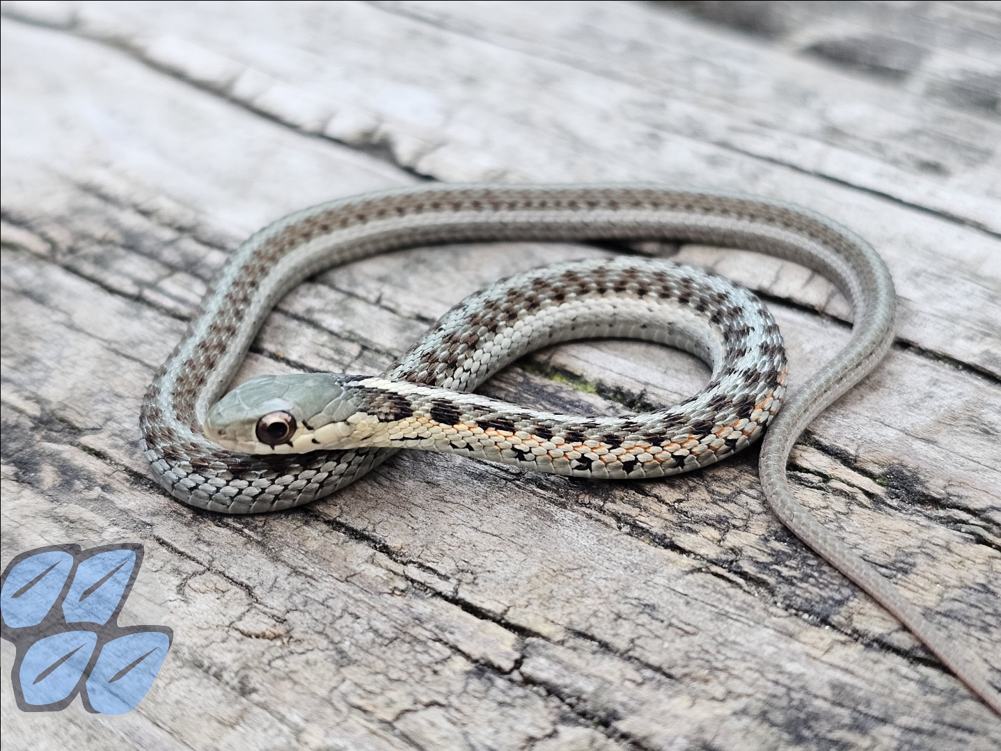F2 T.s.sirtalis Garter Snake by BR Blue Radix - MorphMarket