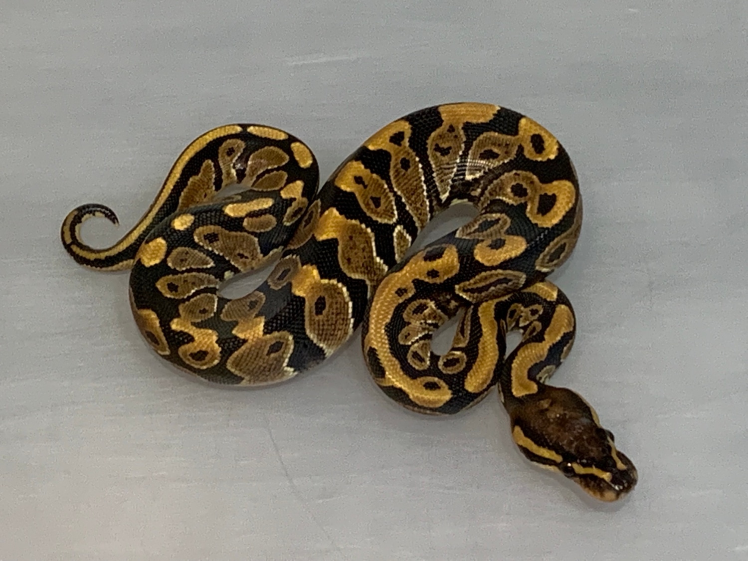 Het Sunset Ball Python by Brock Wagner Reptiles - MorphMarket
