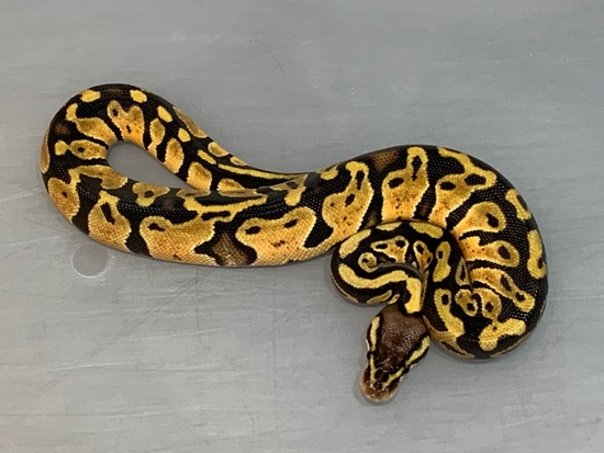 Pastel Het Sunset Ball Python by Brock Wagner Reptiles
