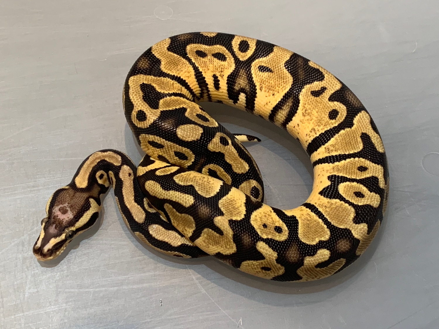 Pastel Scaleless Head Het Pied Ball Python by Brock Wagner Reptiles ...