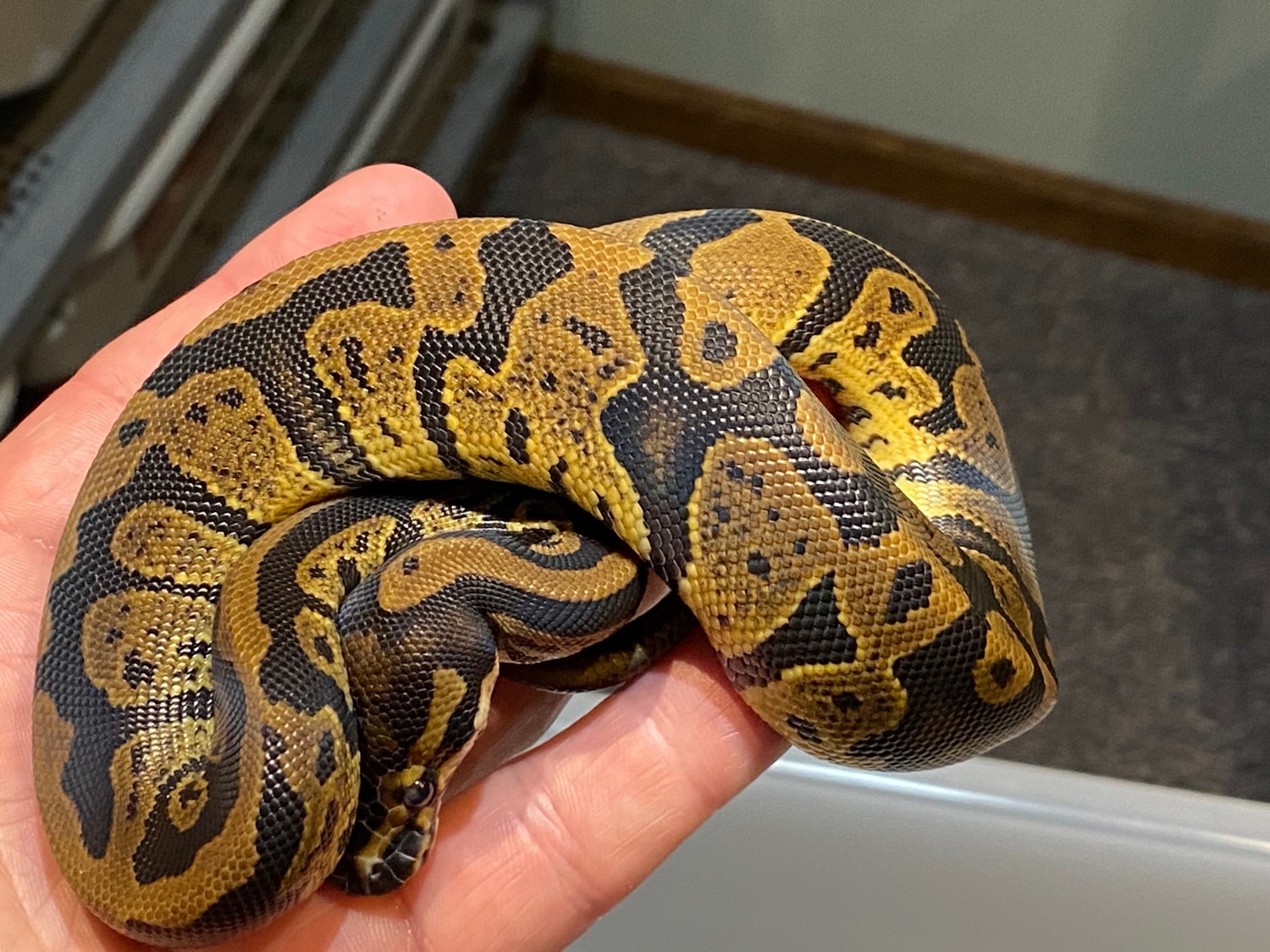 Confusion Ball Python by Brock Wagner Reptiles - MorphMarket