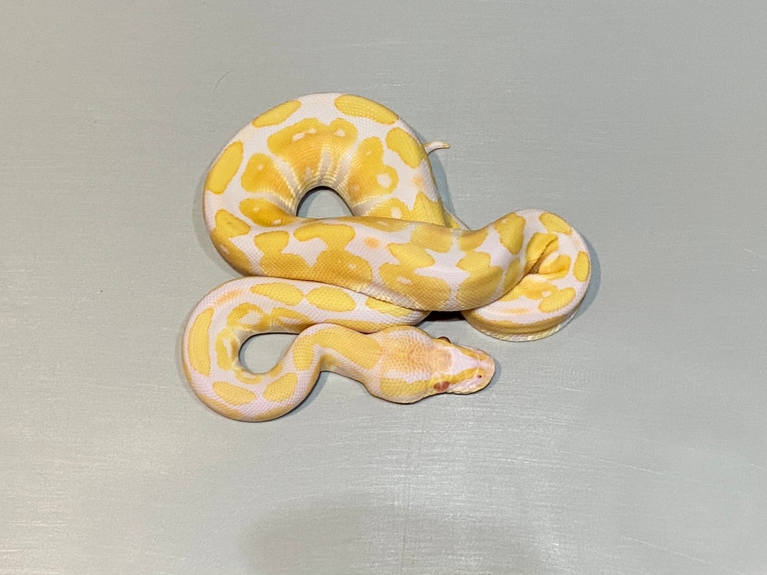 Candy Ball Python by Brock Wagner Reptiles - MorphMarket