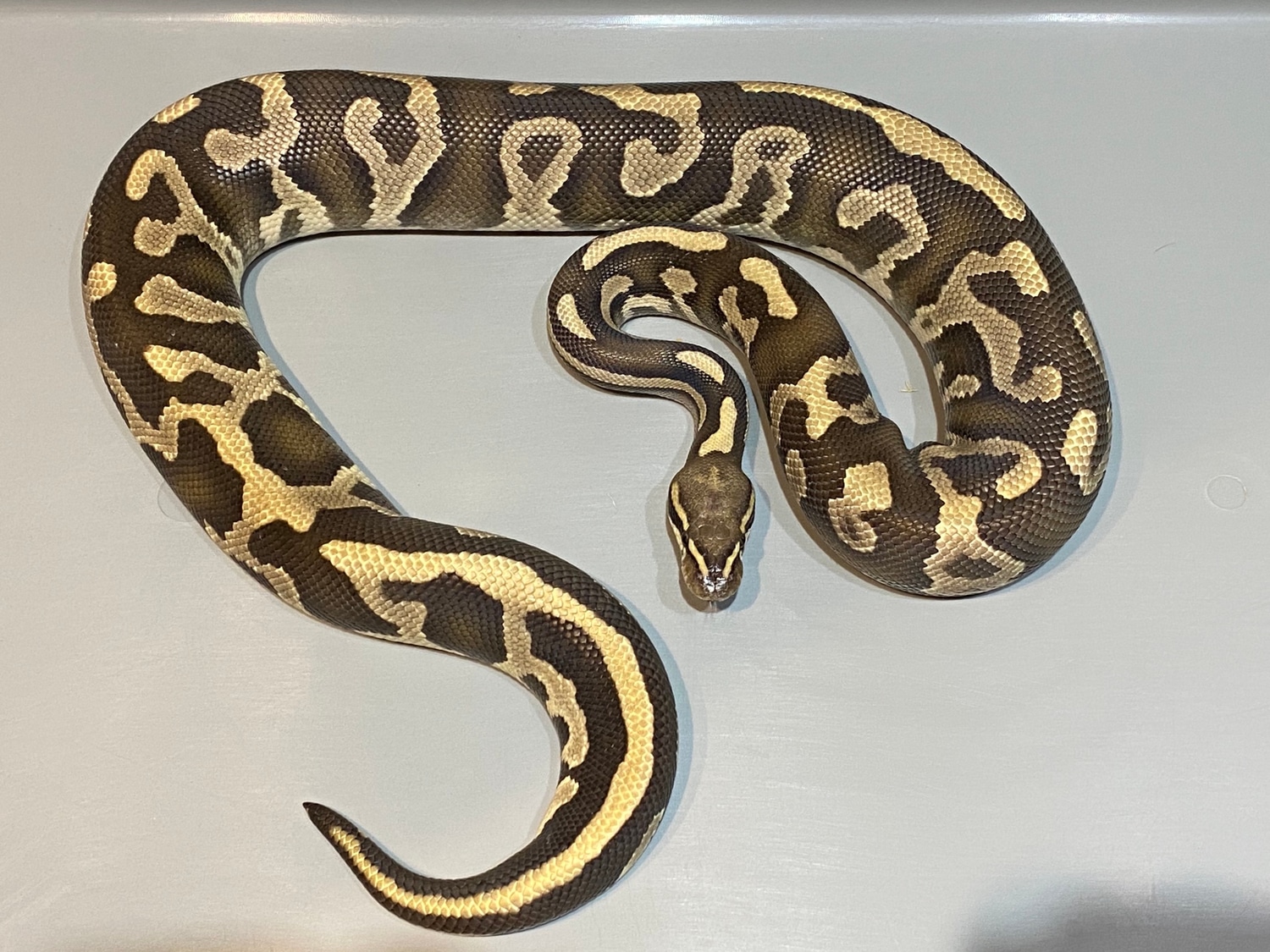 Leopard Mystic Fire Het Clown Ball Python by Brock Wagner Reptiles ...