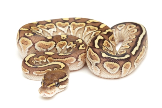 Lesser Hurricane Ball Python by Brock Wagner Reptiles