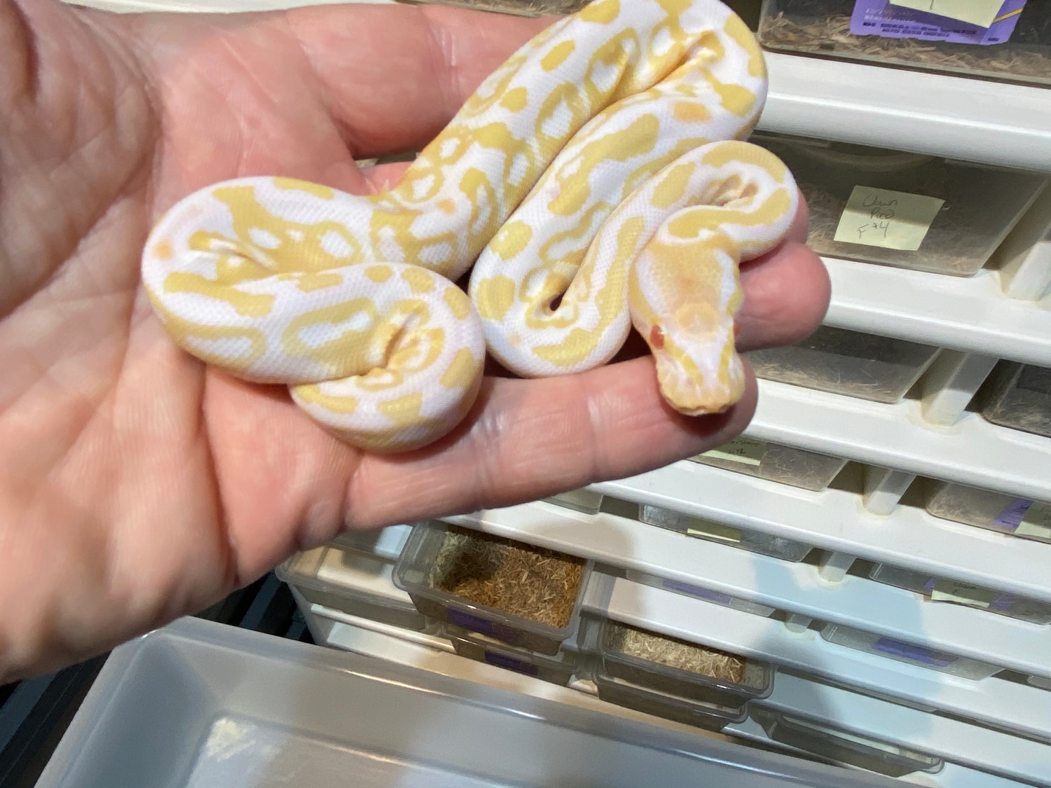 Albino Hurricane Ball Python by Brock Wagner Reptiles - MorphMarket
