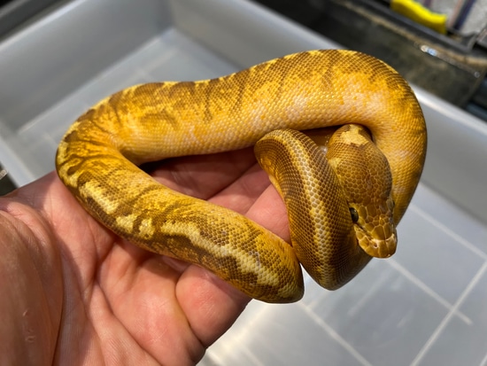 Spotnose Sunset Enchi Ball Python by Brock Wagner Reptiles