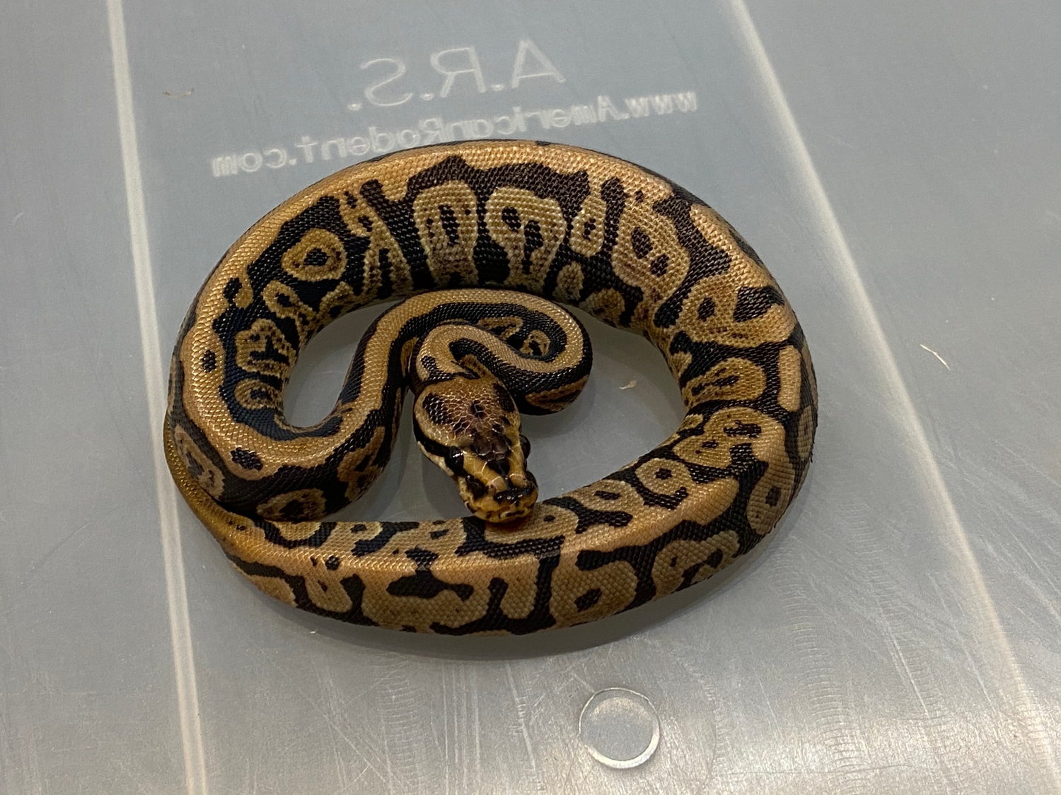 Black Pastel Confusion Spotnose Ball Python by Brock Wagner Reptiles ...