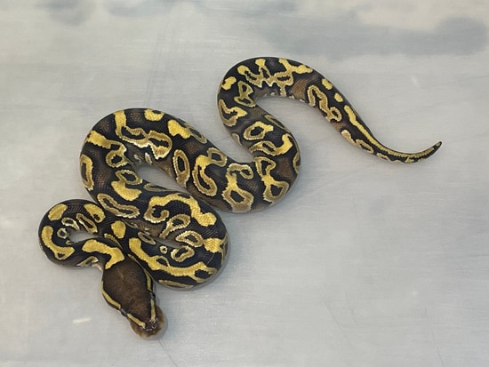 Mojave Gravel Het Monsoon Ball Python by Brock Wagner Reptiles