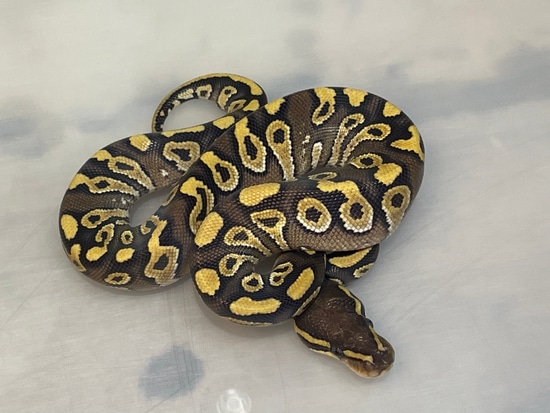 Mojave Gravel Het Monsoon Ball Python by Brock Wagner Reptiles
