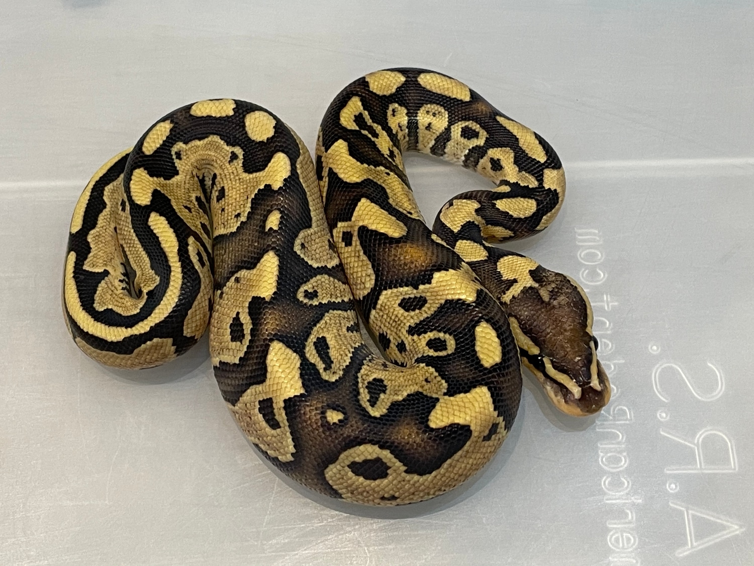 Fire Wookie Het Clown Ball Python by Brock Wagner Reptiles - MorphMarket