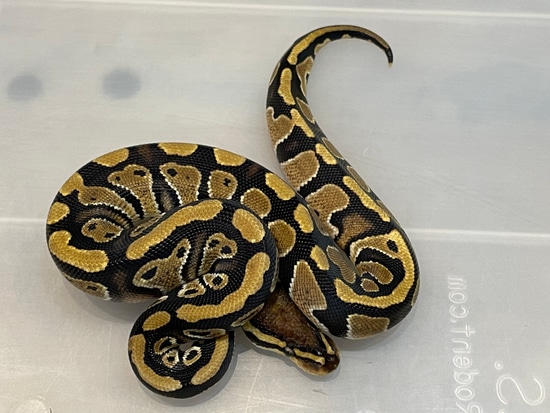Triple Het Clown Pied Sunset Ball Python by Brock Wagner Reptiles