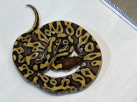 Mojave Gravel Het Monsoon Ball Python by Brock Wagner Reptiles