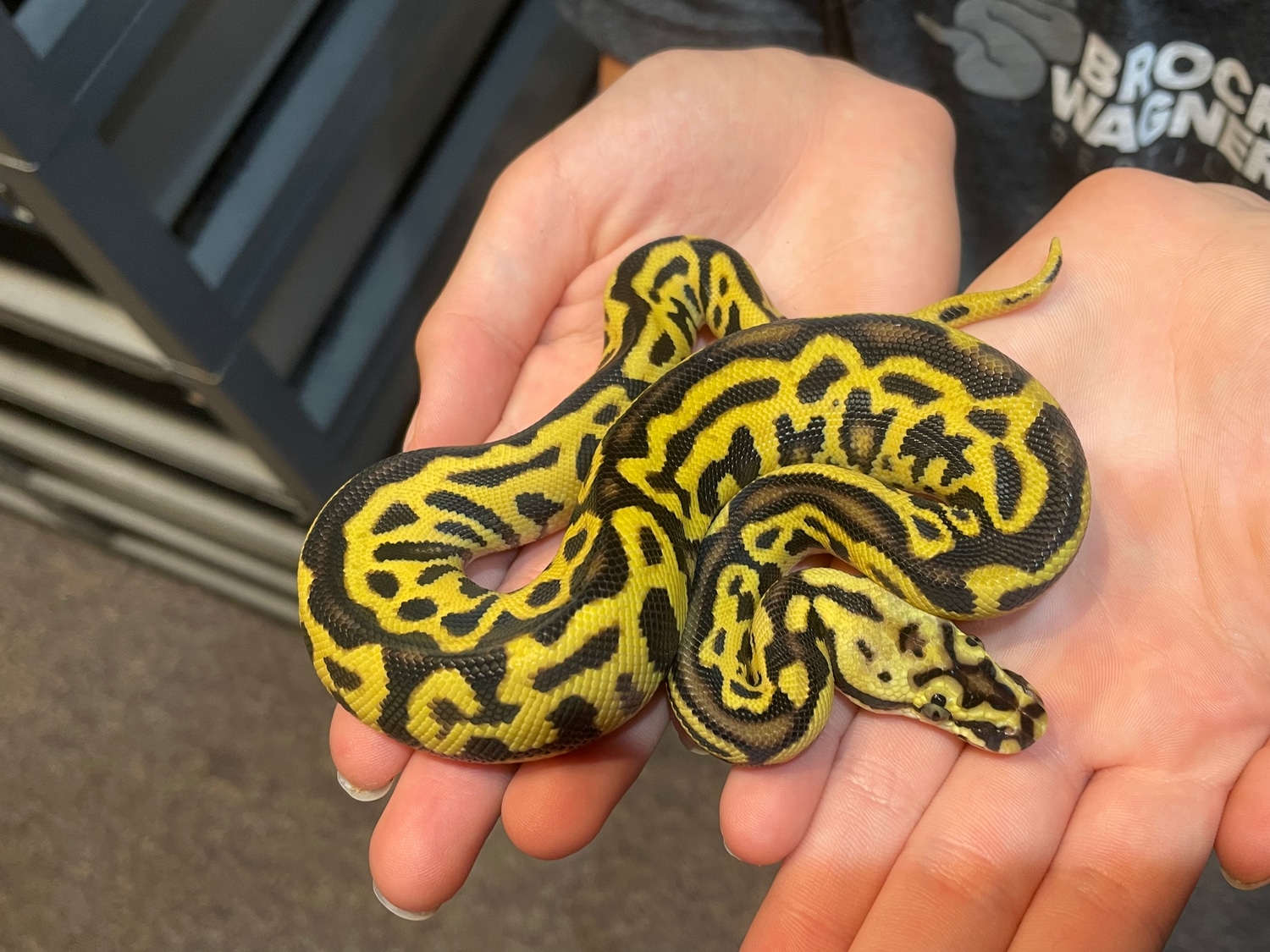Orange Dream Spotnose Leopard Het Clown Ball Python by Brock Wagner ...