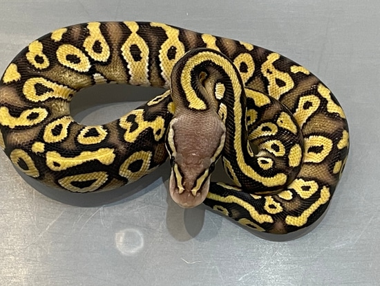 Pastel Mojave Double Het Monsoon Desert Ghost Ball Python by Brock ...