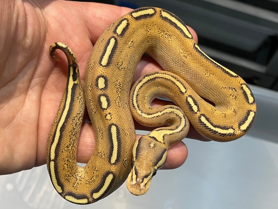 Asphalt Spark Enchi GHI Ball Python by Brock Wagner Reptiles