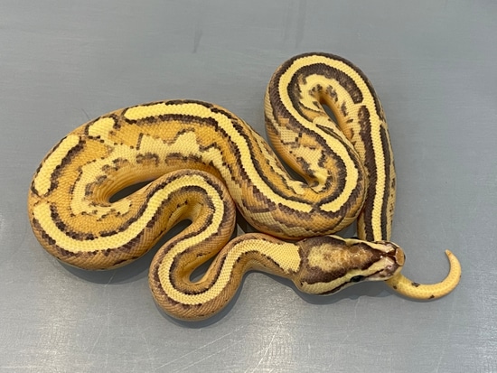 Fire McKenzie Puma Enchi Ball Python by Brock Wagner Reptiles