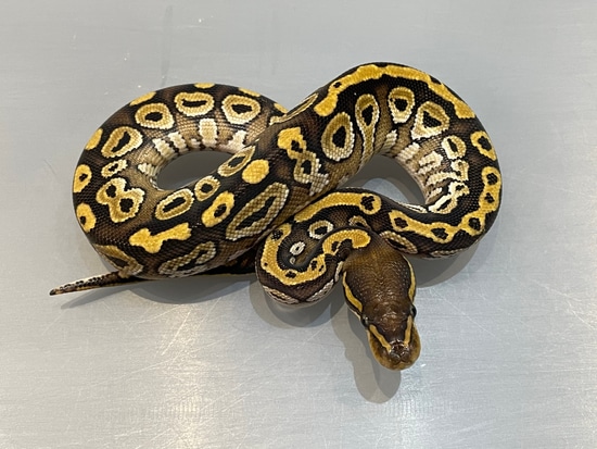 Mojave Double Het Monsoon Pied Ball Python by Brock Wagner Reptiles