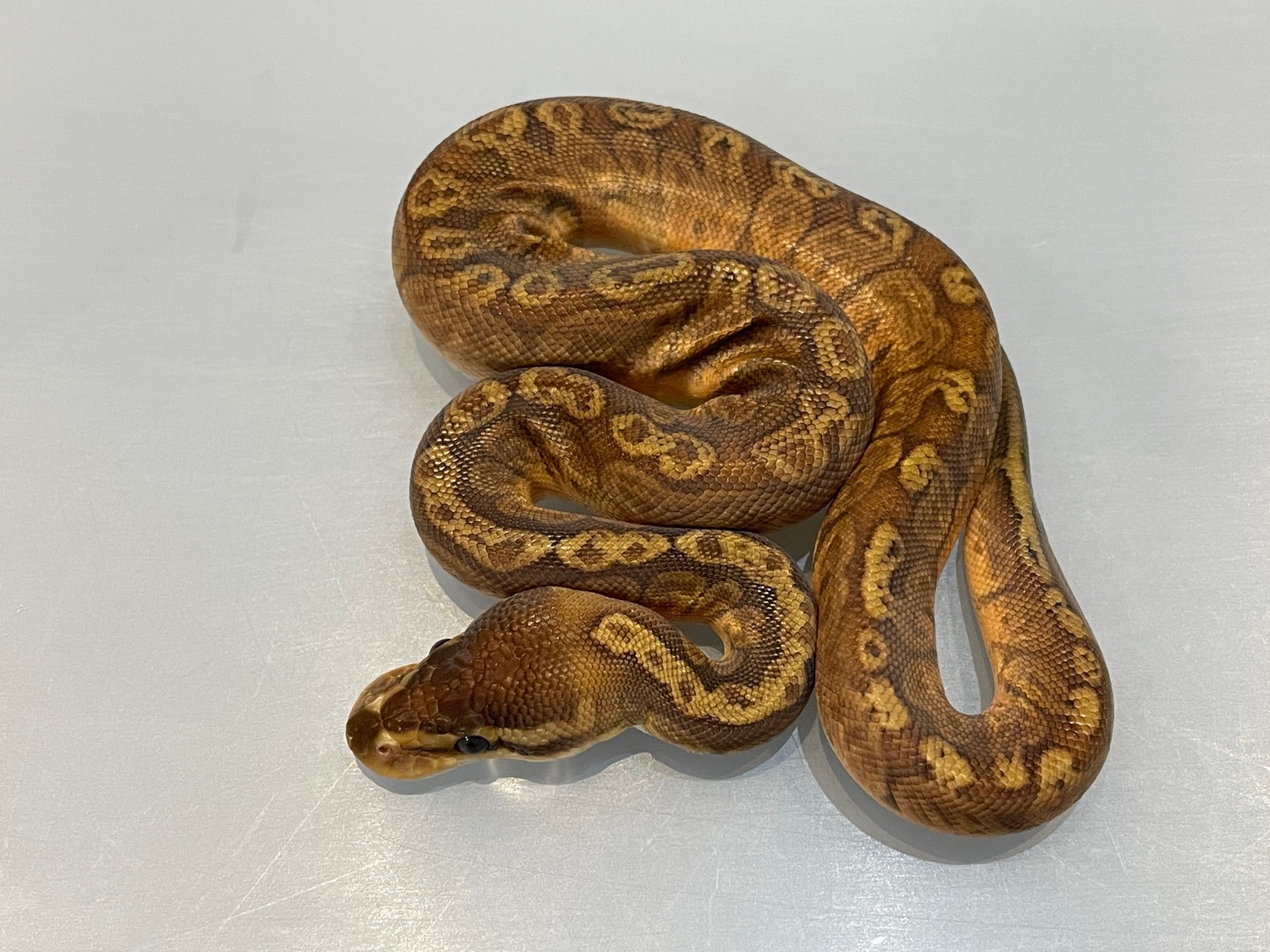 Sunset Ball Python by Brock Wagner Reptiles - MorphMarket