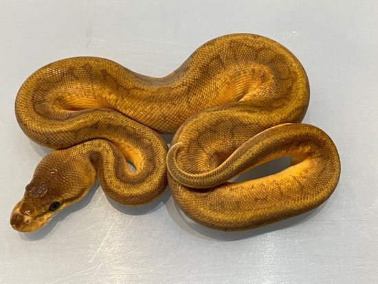 Vanilla Pinstripe Sunset Ball Python by Brock Wagner Reptiles