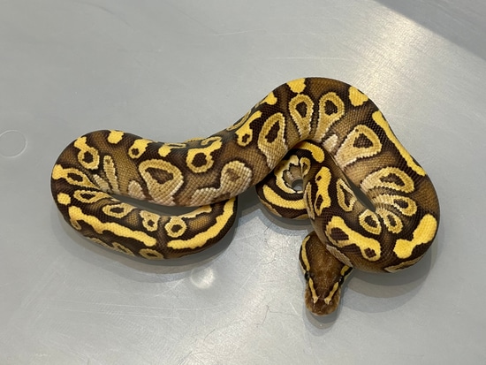 Mojave Fire Het Monsoon Ball Python by Brock Wagner Reptiles