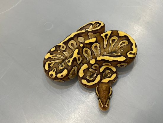 Fire Mojave Het Monsoon Ball Python by Brock Wagner Reptiles