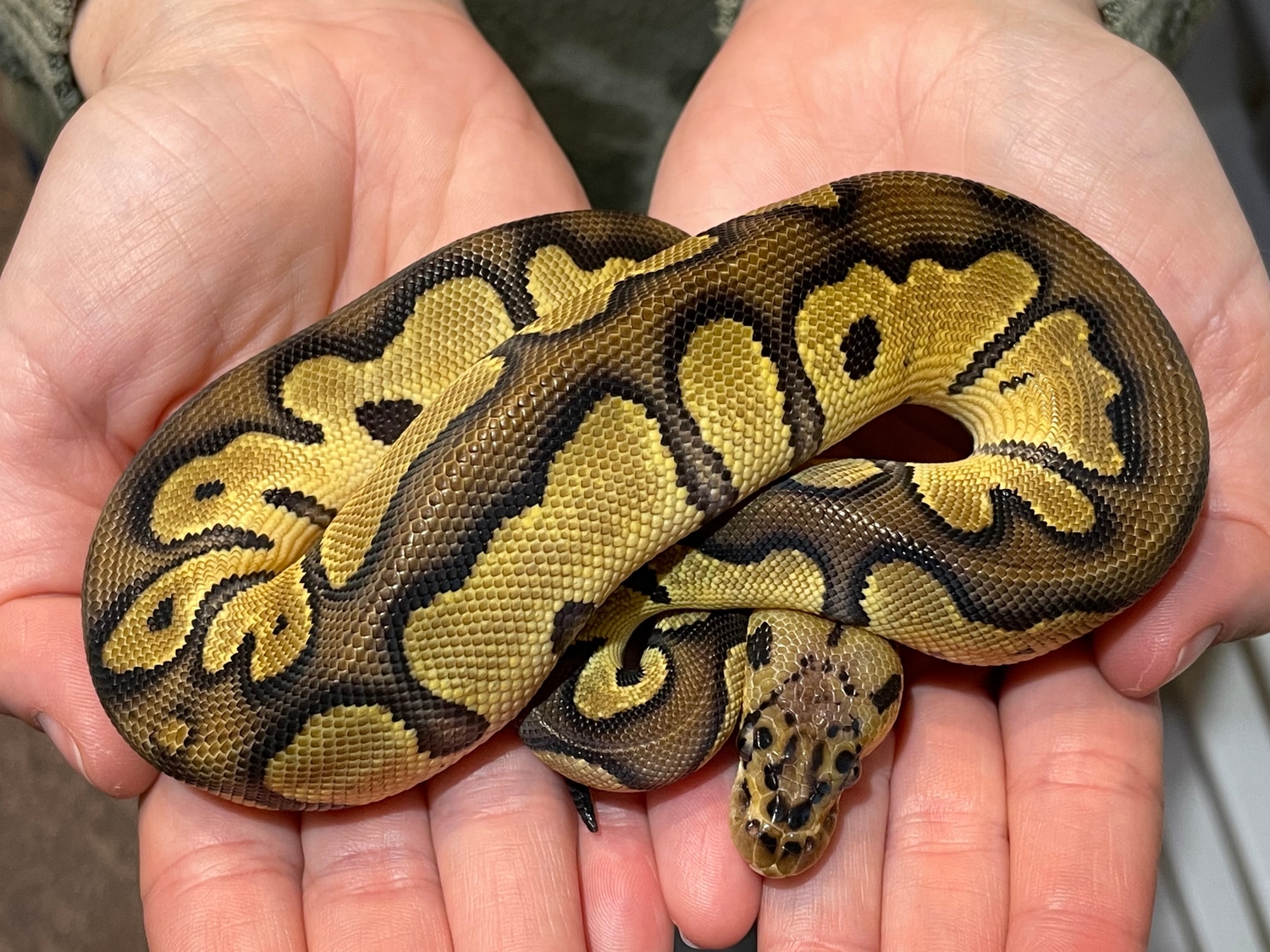 Pastel Chocolate Clown Ball Python by Brock Wagner Reptiles - MorphMarket