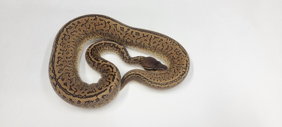 Monsoon Ball Python by Brock Wagner Reptiles