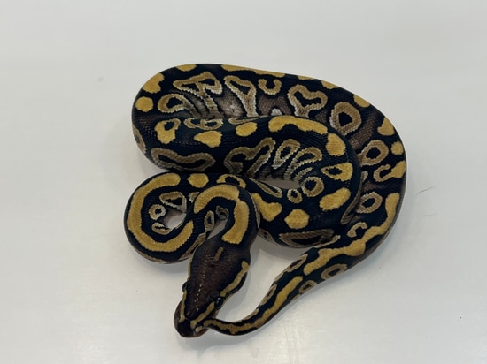 Mojave Double Het Monsoon Clown Ball Python by Brock Wagner Reptiles