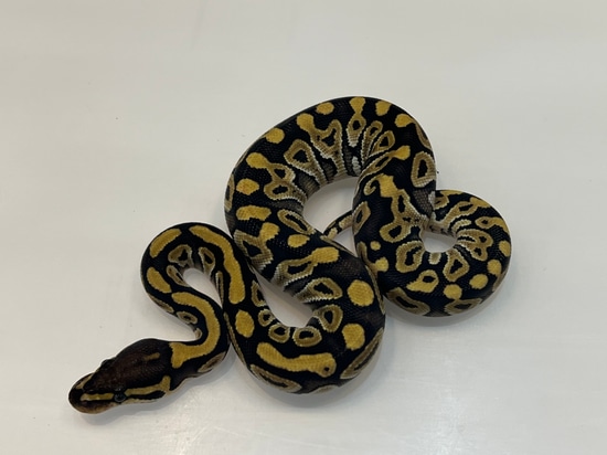 Mojave Double Het Monsoon Clown Ball Python by Brock Wagner Reptiles