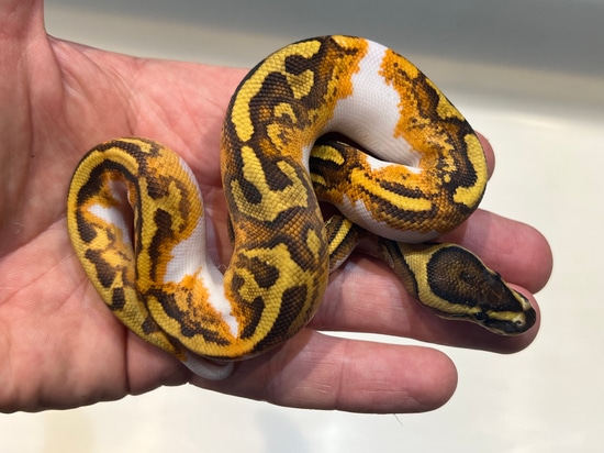 GeneX Yellowbelly Pied Enchi Ball Python by Brock Wagner Reptiles