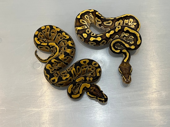 Double Het Monsoon Pied Ball Python by Brock Wagner Reptiles