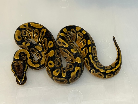Double Het Monsoon/ Pied Ball Python by Brock Wagner Reptiles