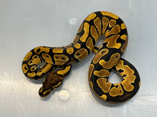 Het Sunset Ball Python by Brock Wagner Reptiles