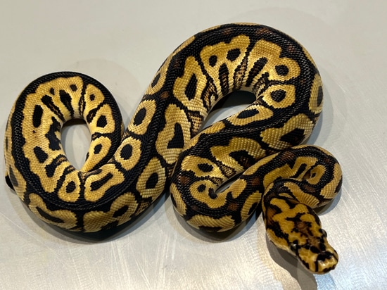 Spotnose Clown Ball Python by Brock Wagner Reptiles