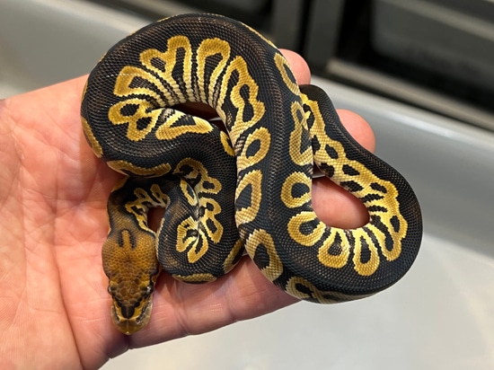 Chocolate Clown Ball Python by Brock Wagner Reptiles