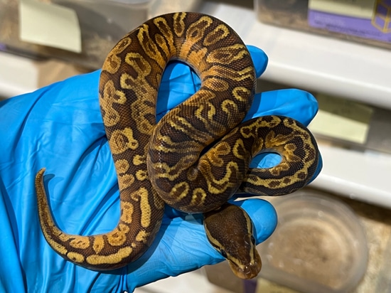 Sunset Ball Python by Brock Wagner Reptiles
