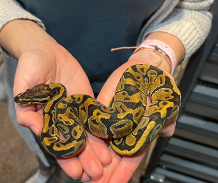 Brock Wagner Reptiles - MorphMarket