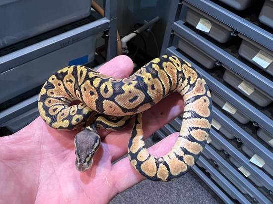 Pastel Double Het Monsoon Desert Ghost Ball Python by Brock Wagner Reptiles