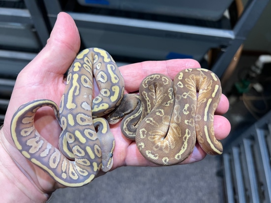 Mojave Sunset And Mojave Ghost Ball Python by Brock Wagner Reptiles