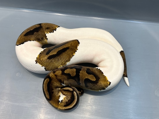 Pied Ball Python by Brock Wagner Reptiles