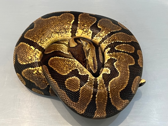 Enchi Gravel Het Clown Ball Python by Brock Wagner Reptiles