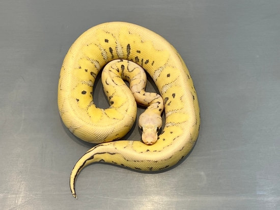 Super Pastel Desert Ghost Clown Ball Python by Brock Wagner Reptiles