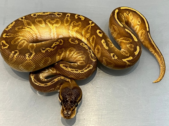 Mojave Sunset 66%het Ghost Ball Python by Brock Wagner Reptiles