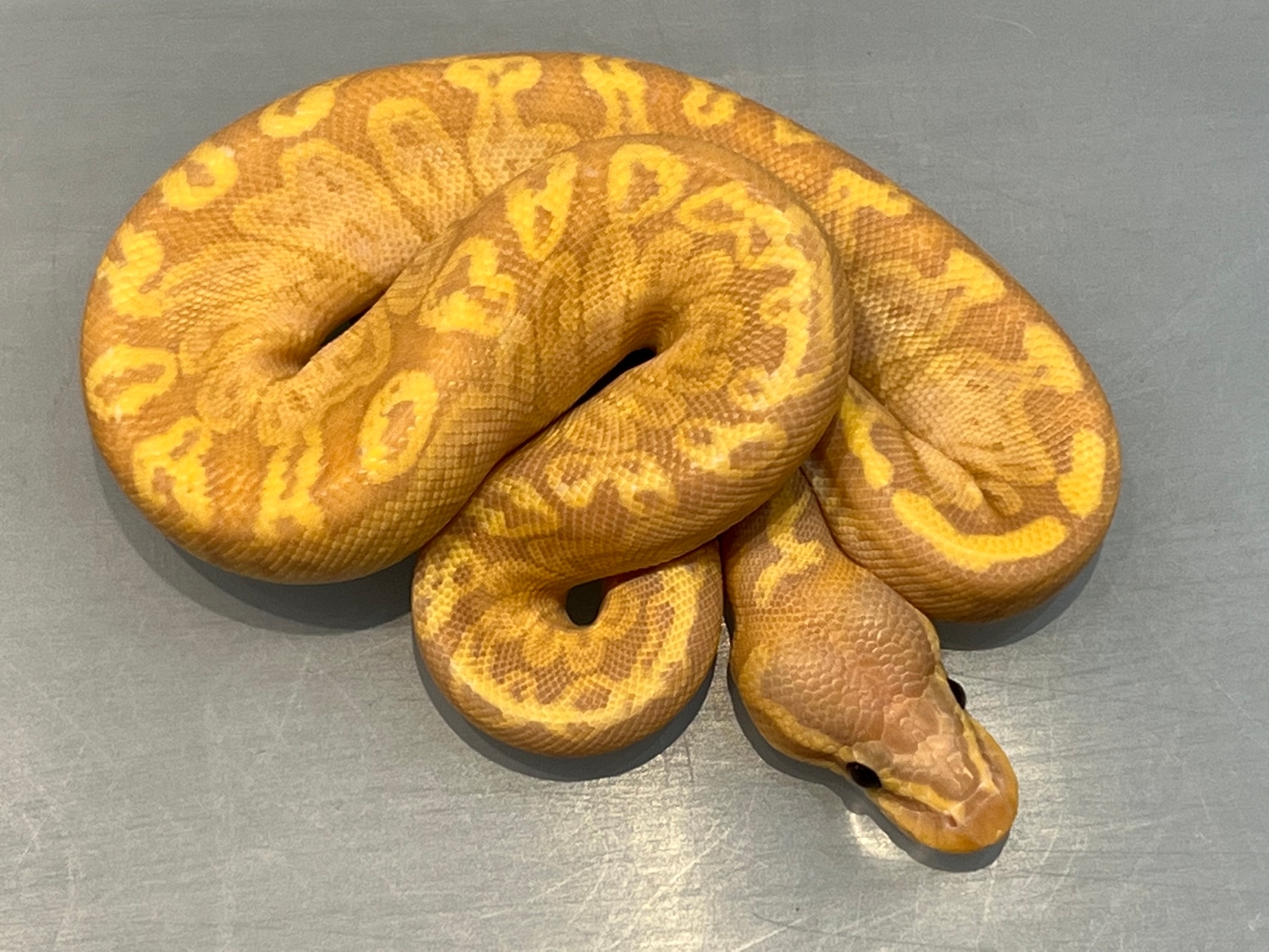 Banana Sunset Het Ghost Ball Python by Brock Wagner Reptiles - MorphMarket