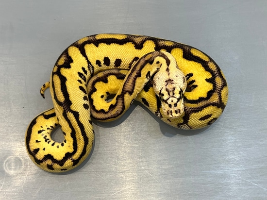 Pastel Redstripe Batman Ball Python by Brock Wagner Reptiles