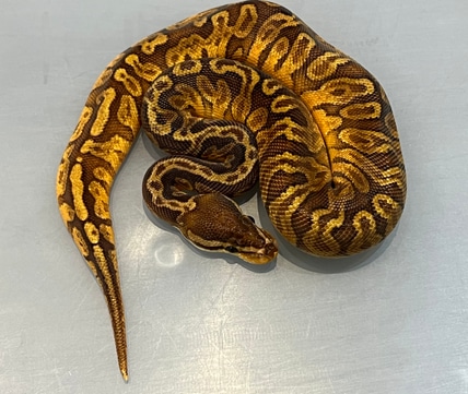 Banana Sunset Het Ghost Ball Python by Brock Wagner Reptiles - MorphMarket