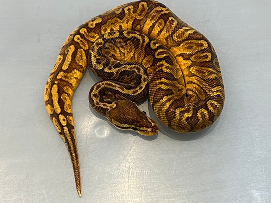 Sunset Ball Python by Brock Wagner Reptiles